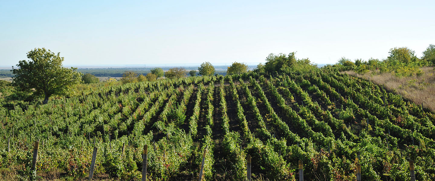 Domeniul Segarcea - Domeniile Băniei